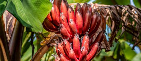 5 Best Bananas In Asia Tasteatlas