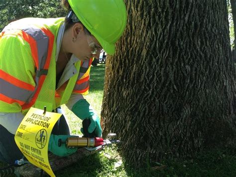 Borer Wars How Cny Is Battling The Emerald Ash Borer Invasion