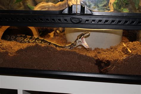 My Ball Python Is Holding His Mouth Open Whats Wrong Ballpython