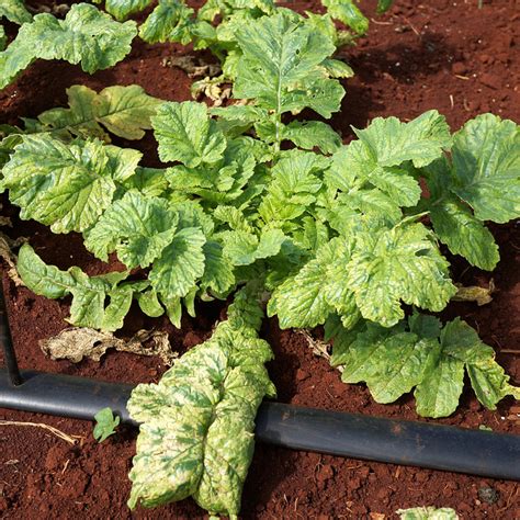 Turnip Diseases And Pests Description Uses Propagation