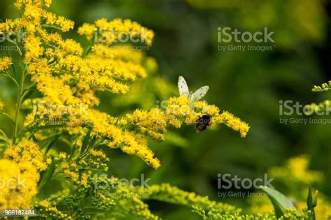미 일반적으로 Goldenrods 라는 제품군과 꽃 국화과의 꽃 식물의 종의 속은 이다 그들의 대부분은 초본 다년생 종 오픈
