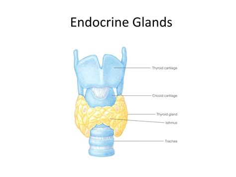 Ppt Assessing Clients With Endocrine Disorders Powerpoint