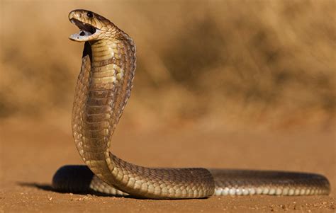 The Meaning And Symbolism Of The Word Cobra