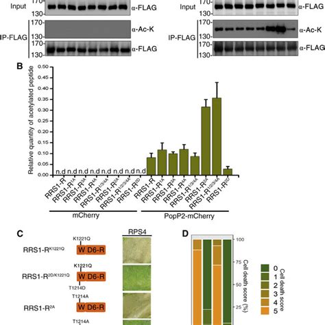 Phosphorylation Of D56 R Potentiates The Interaction With Tir Rrs1 And Download Scientific