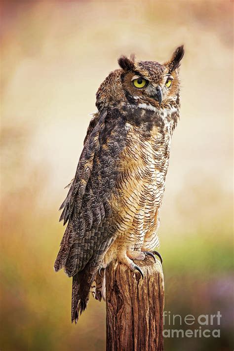 Great Horned Owl In Evening Light Photograph By Sharon Mcconnell Fine