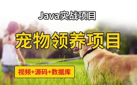 java宠物领养系统实战项目 知乎
