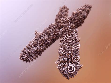 Chromosome Of Supercoiled Dna Concept Stock Image C016 8433 Science Photo Library