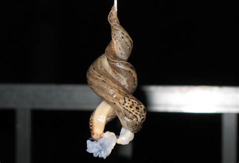 Snails Slugs And Other Molluscs Archives Page 2 Of 7 What S That Bug