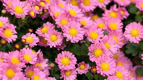 Jardín Verde Todo El Año Y Con Flores Ahora Las 5 Plantas Perennes Que