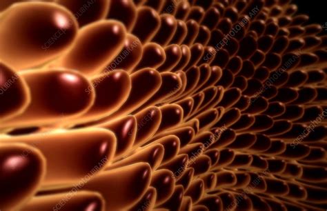 Villi Stock Image F002 1130 Science Photo Library