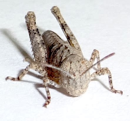 Pygmy Grasshopper BugGuide Net