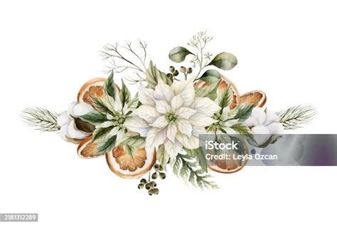 화이트 포인세티아 꽃 면화 건조한 오렌지 슬라이스 소나무 삼나무 및 유칼립투스 가지 수채화 고립 그림 0명에 대한 스톡 벡터 아트 및 기타 이미지 Istock
