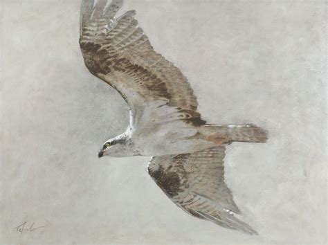 Searching Osprey Mcgaw Graphics