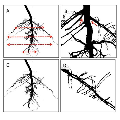 A Depiction Of Four Distinct Functional Root Trait Classes A Root