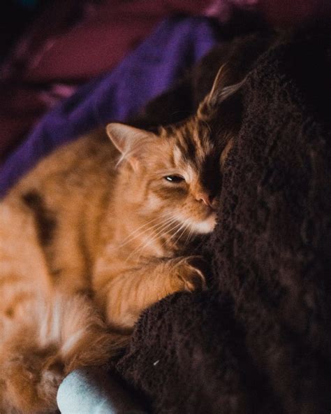 C Mo Saber Si Mi Gato Tiene Par Sitos Y C Mo Los Puedo Eliminar