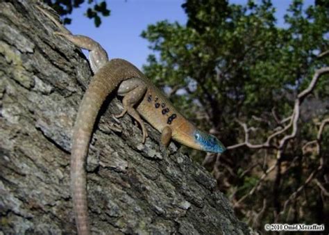 Timon Princeps Alchetron The Free Social Encyclopedia