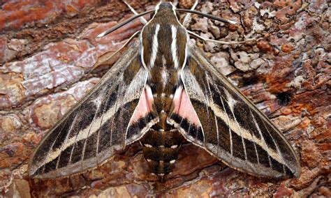 Striped Hawk Moth Butterfly Conservation