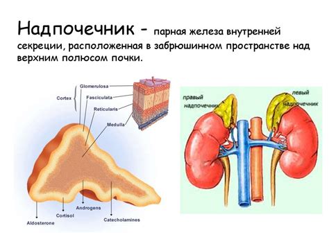 Болезнь и синдром Иценко Кушинга презентация онлайн