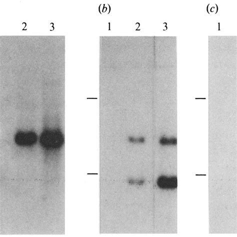 Structure Of The Prv Genome And Construction Of Ul49 Mutant Viruses