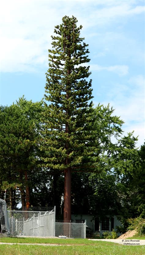 Photo Of The Day August 30 2016 New Cell Tower Tree