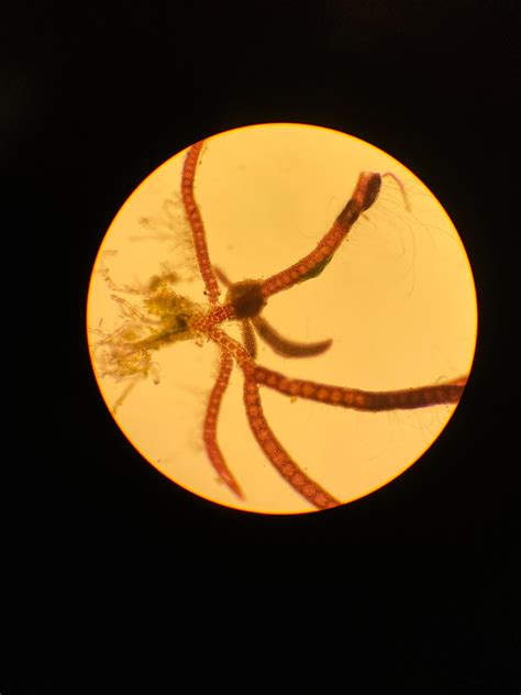 Potential Algal Epiphyte Id Red One I Think Is Ceramium Codicola