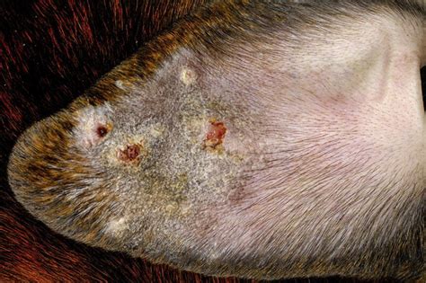 Canine Pododermatitis Veterinary Clinics Small Animal Practice