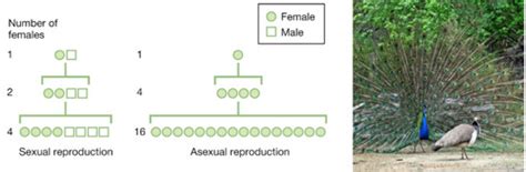 All About Sex Chapter 13 Flashcards Quizlet