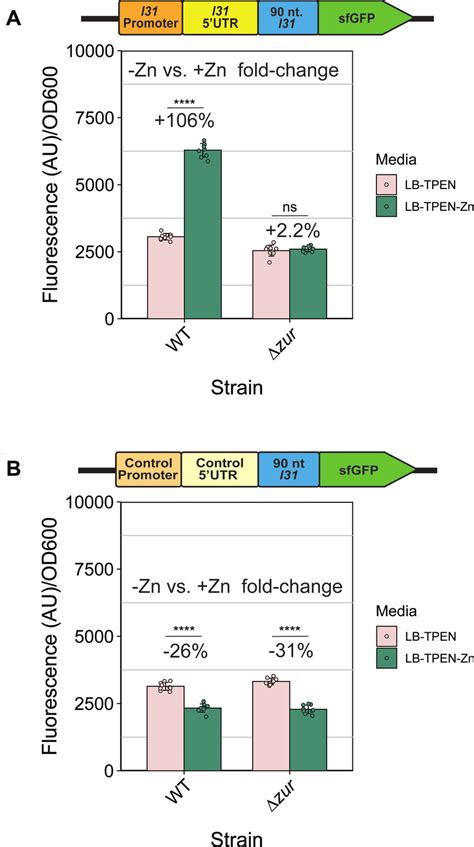Zinc Increases L31 Sfgfp Expression From Regulated Constructs In Cells