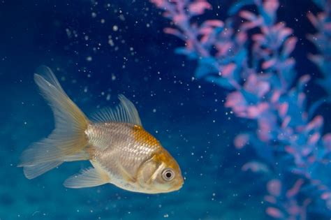 Gold Fish Chibi Aquarium