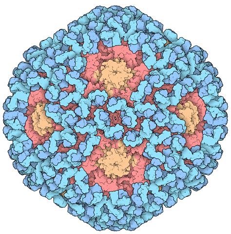 PDB 101 Learn Paper Models Human Papillomavirus HPV
