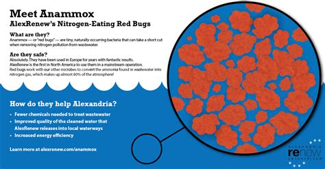 Meet Anammox Alexrenew