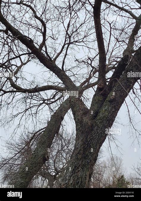 Sugar Hackberry Celtis Laevigata Plantae 6300 Maltby Dr Frisco Tx
