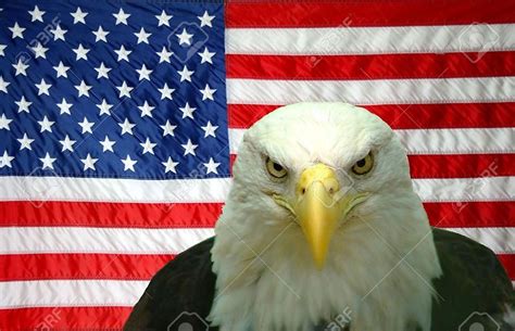 흰머리수리 미국 추수 감사절을 보내세요