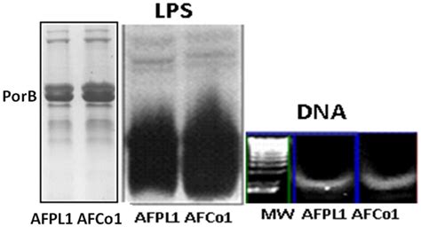 Three Main Microbial Associated Molecular Patterns Present In Afpl1 And Download Scientific