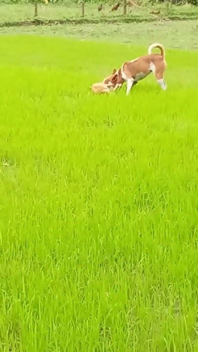 এই দুনিয়ায় বাঁচতে হলে নিজের পায়ের তলের মাটি নিজেকেই শক্ত করতে হয় 👿🫵