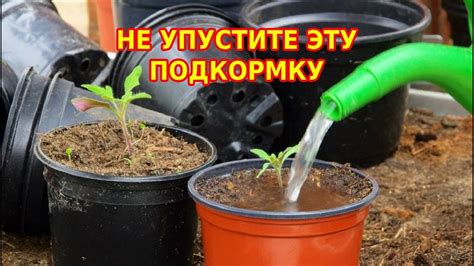 Пивная подкормка для рассады может заменить все другие - YouTube