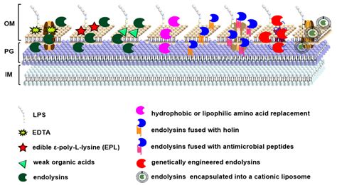Endolysin A Promising Solution Against Antimicrobial Resistance