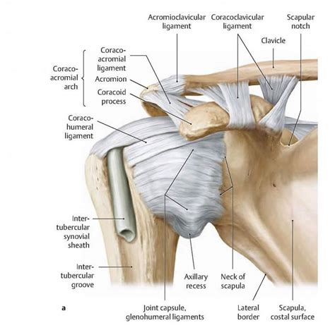 Frozen Shoulder Syndrome에 관한 Pinterest 아이디어 상위 25개 이상 접착제 어깨 재활 치료 및