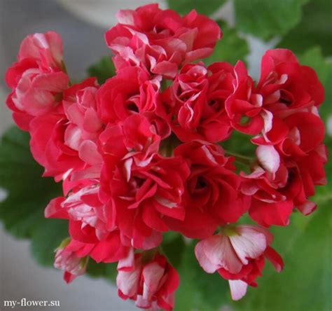 Пеларгония Pink Rambler