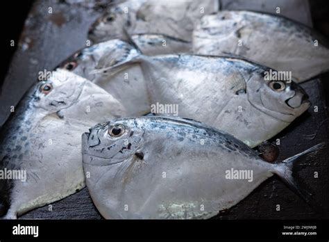 Fresh Moonfish On The Fish Market Razor Moonfish Mene Maculata