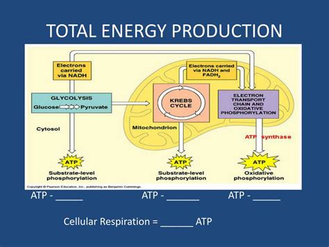 Ppt Understanding Cellular Respiration Aerobic And Anaerobic