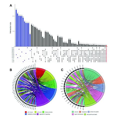 Upset Plot For Differential Genes Intersection Among 11 Cancers And