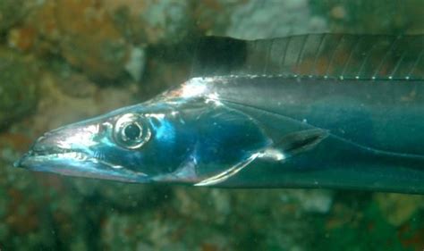 Largehead Hairtail Trichiurus Lepturus Linnaeus 1758 The Australian