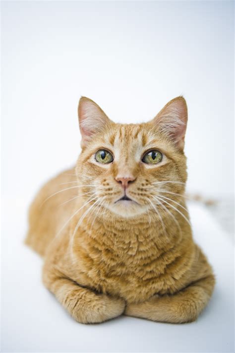 The Feline Lymphoma Cancer Caregivers Guide