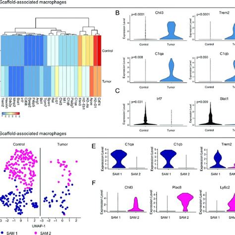 Identification Of Two Distinct Macrophage Subsets In Scaffold