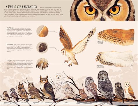 POKITUU On Twitter Final For Information Illustration Class Bunch Of