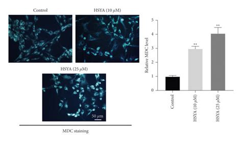 Hsya Induces The Autophagy Of Endplate Chondrocytes Endplate