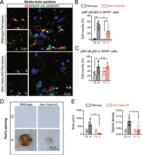 Nox Activation In Reactive Astrocytes Regulates Astrocytic Lcn2 Expression And Neurodegeneration