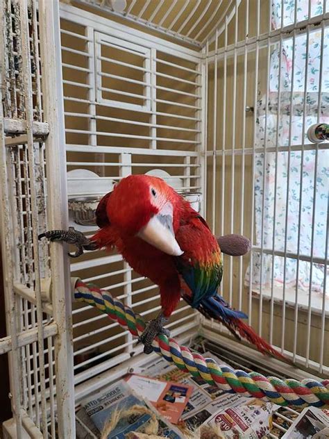 Buy Scarlet Ruby Macaw Home Parrots Farm