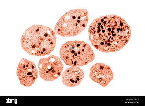 Transmission Electron Microscope Color Enhanced Hi Res Stock